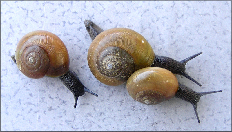 Mesomphix rugeli (W. G. Binney, 1879) Wrinkled Button